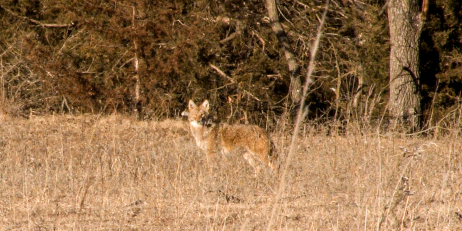 Coyote Hunting Tips & Tricks | DownWind Outdoors